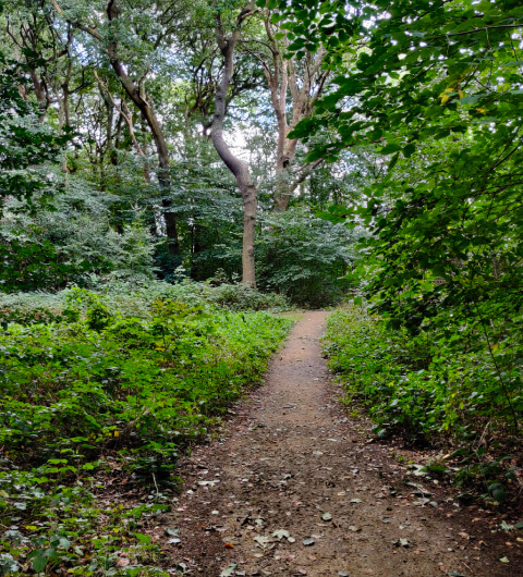 Gipton Wood | Discover Leeds