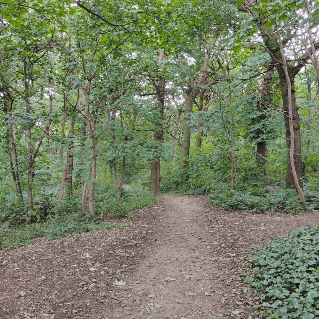 Gipton Wood | Discover Leeds