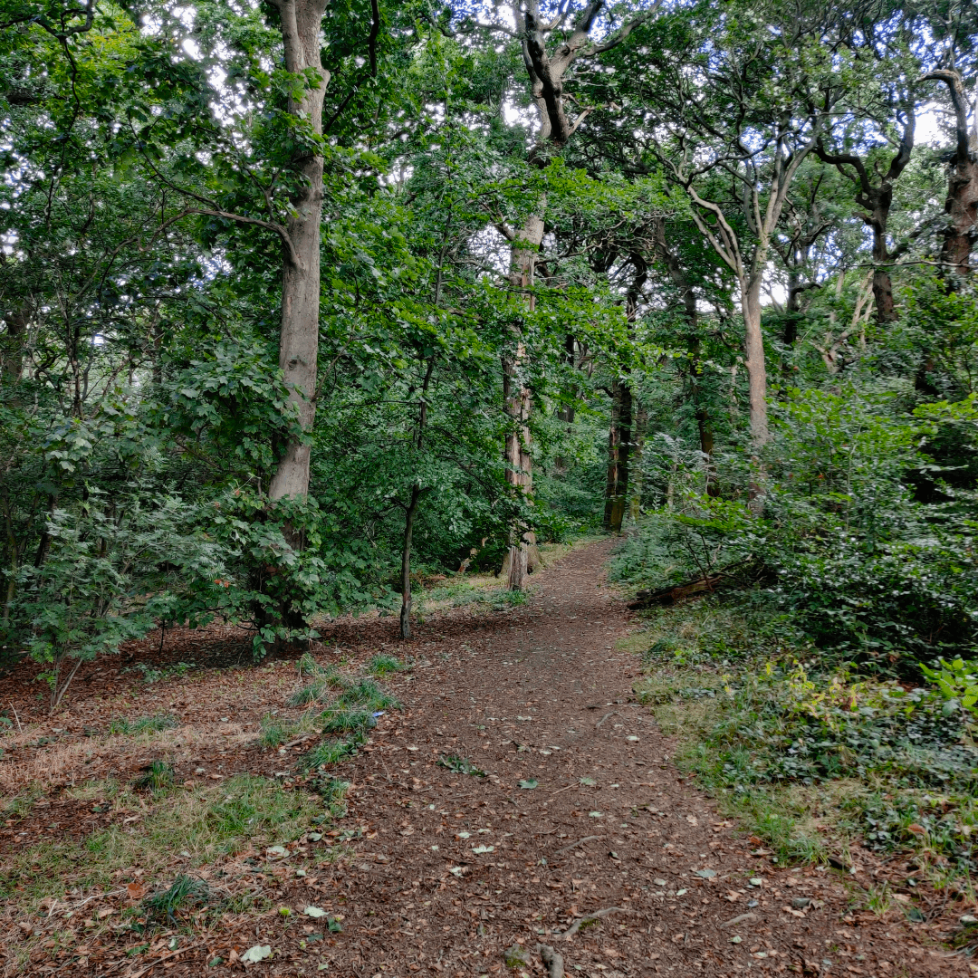Gipton Wood | Discover Leeds