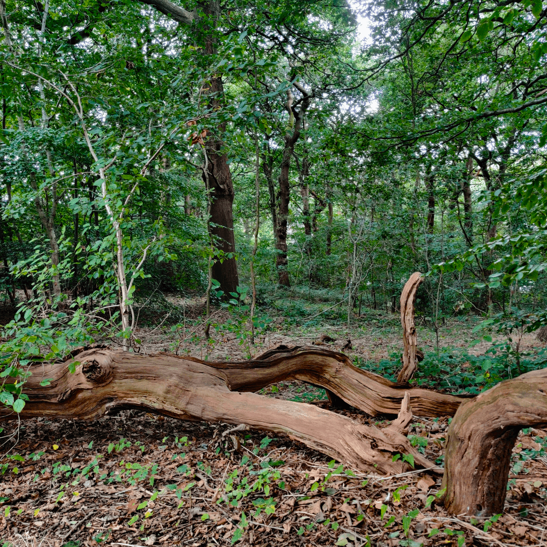 Gipton Wood | Discover Leeds