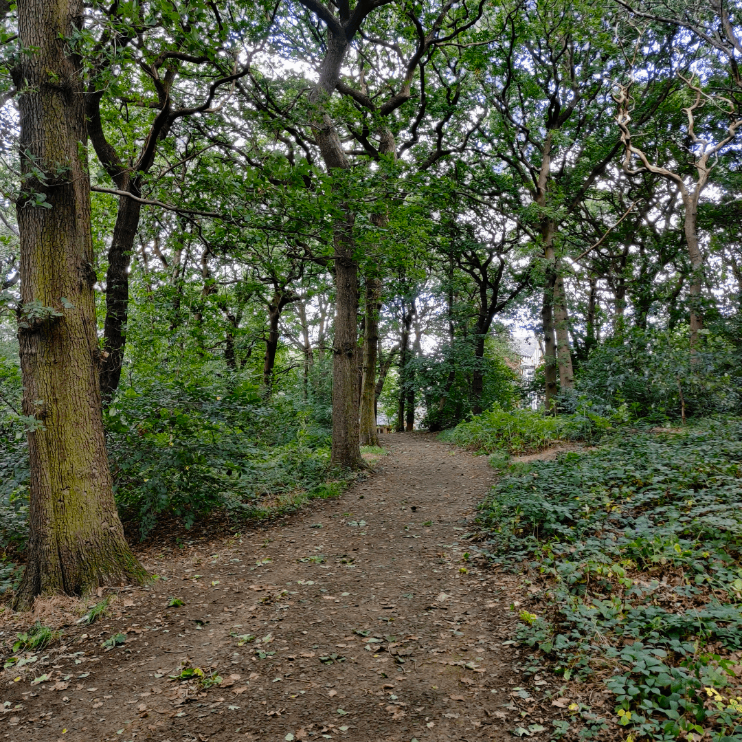 Gipton Wood | Discover Leeds