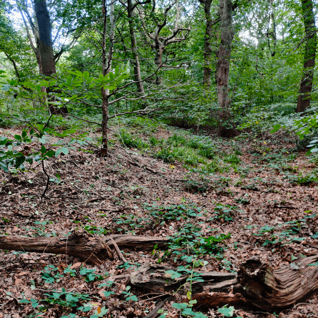 Gipton Wood | Discover Leeds
