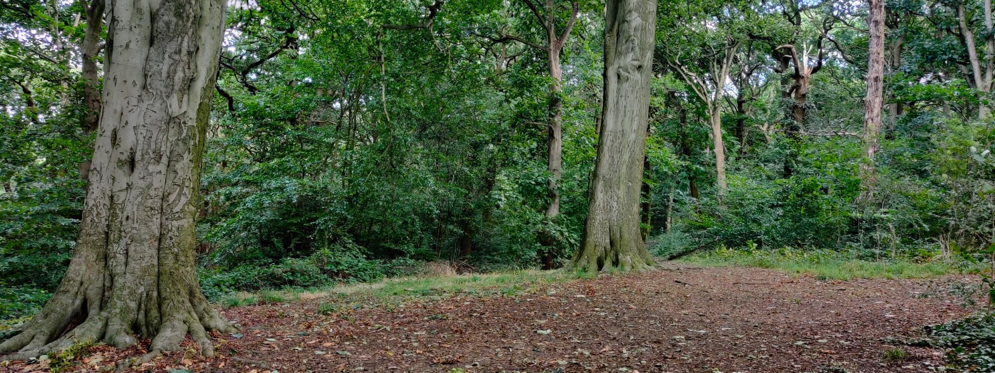 Gipton Wood | Discover Leeds