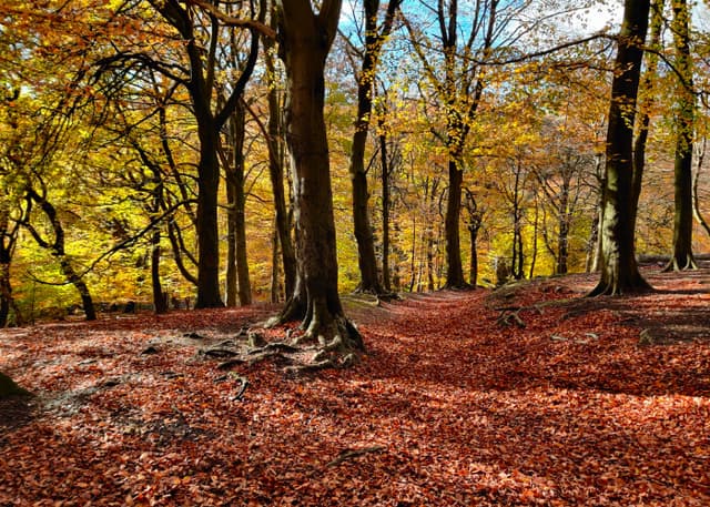 23 Beautiful Leeds Woodlands On Your Doorstep | Discover Leeds