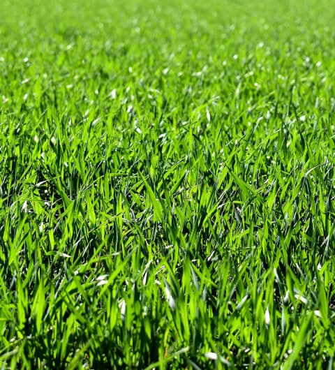 Every Park/Green Space with a Garden in Leeds | Discover Leeds